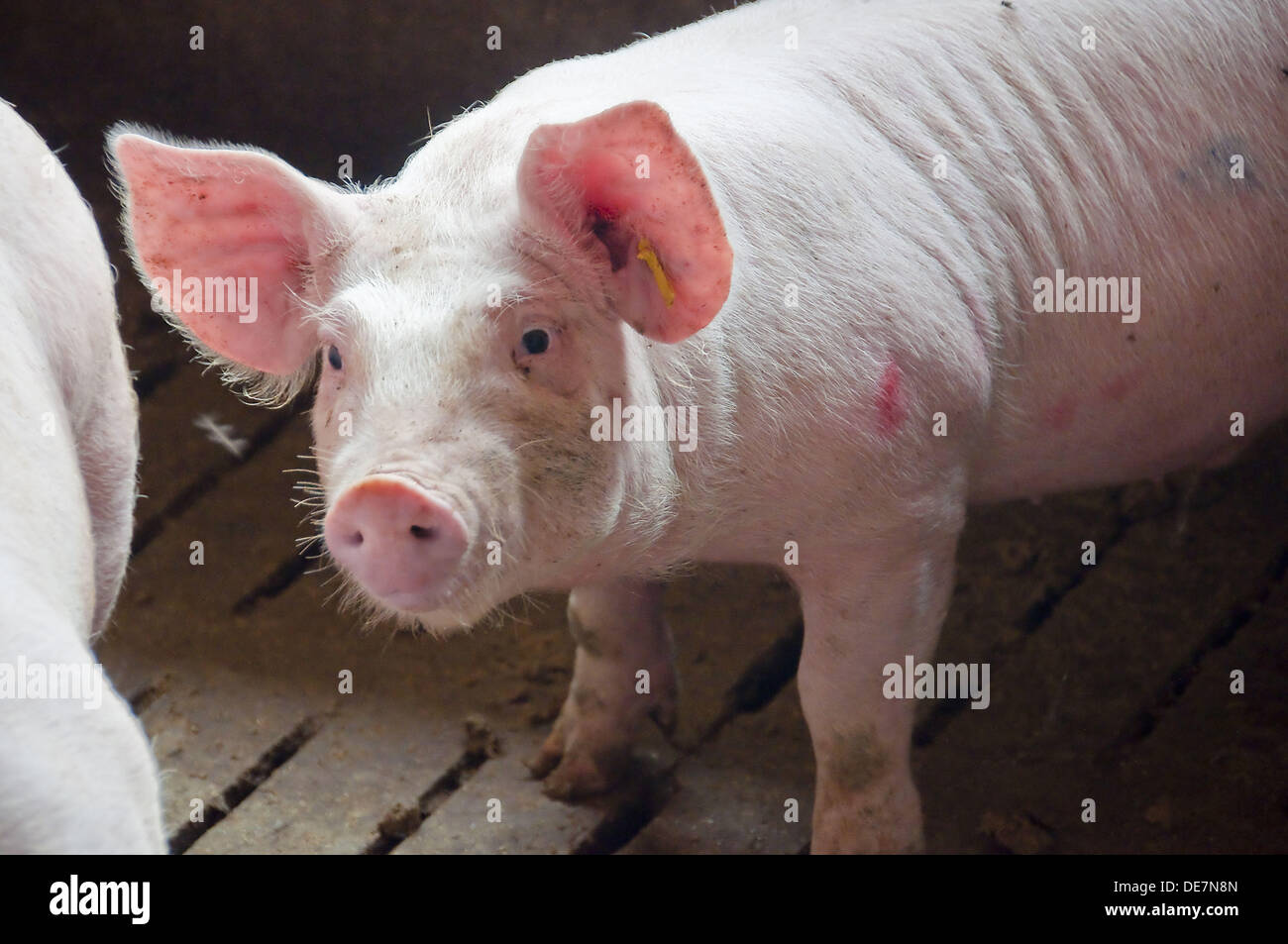 Lechones hi-res stock photography and images - Alamy