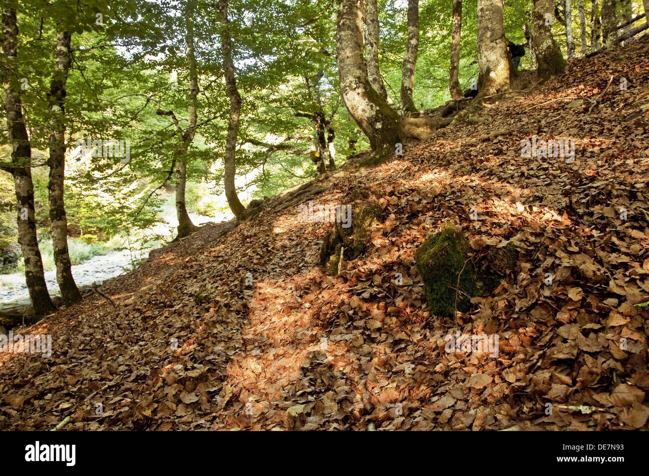 Ecosistema interior hi-res stock photography and images - Alamy