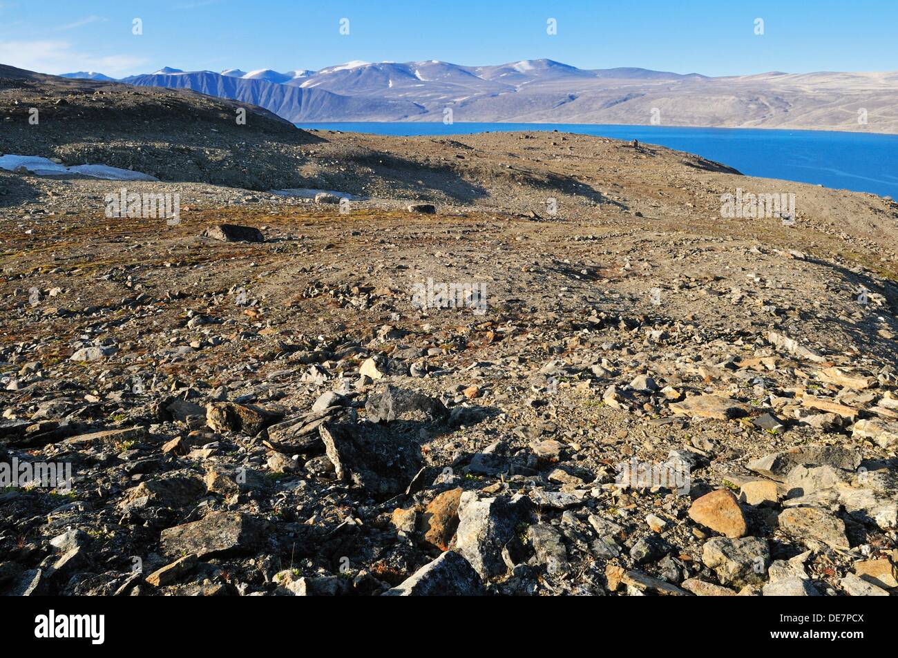 Desert Tundra Plants