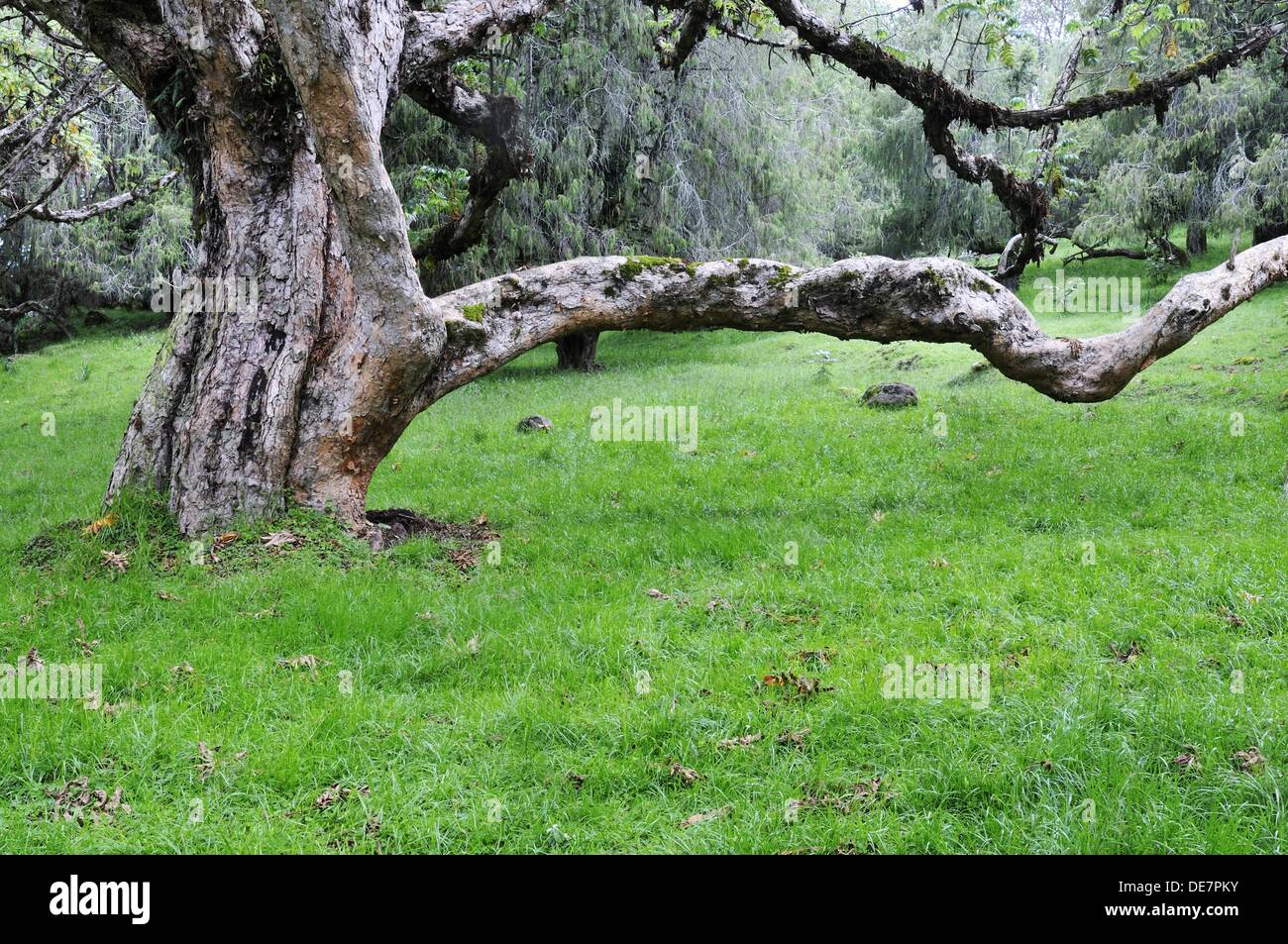 Bale mountains nationalpark hi-res stock photography and images - Alamy