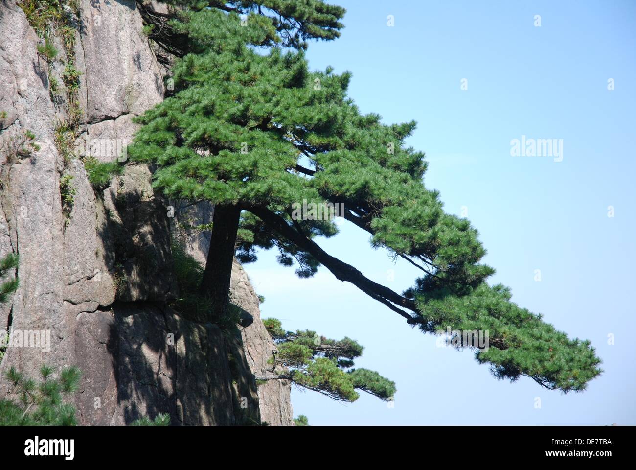 China´s anhui province in huangshan mountain scenery, the pine tree ...