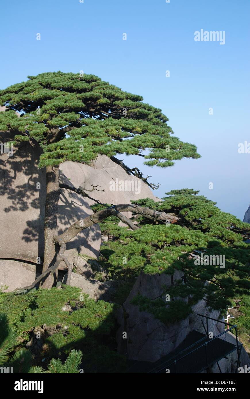 Chinese pine hi-res stock photography and images - Alamy