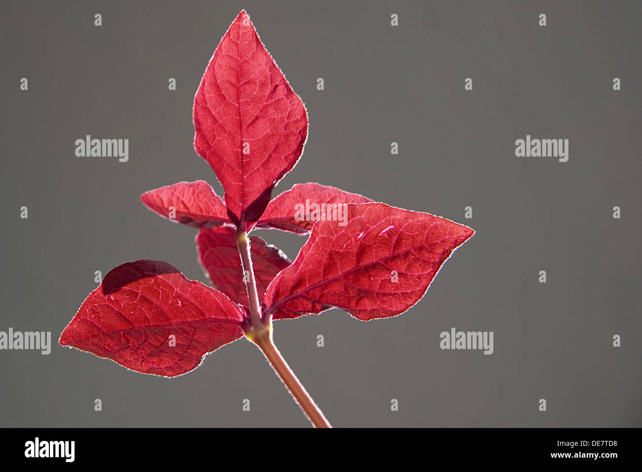 Tri leaf hi-res stock photography and images - Alamy