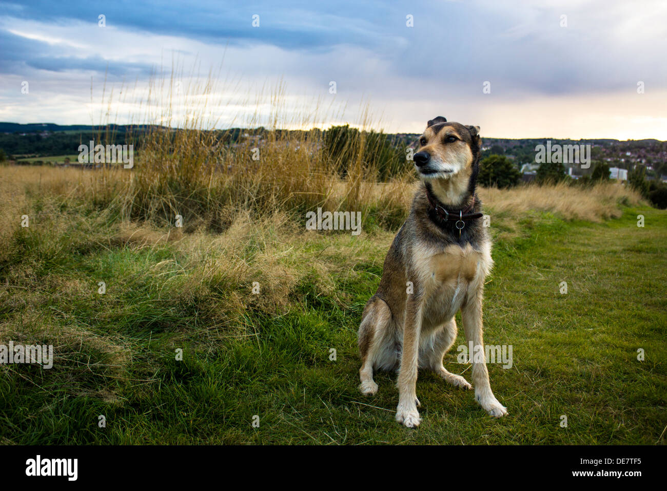 Dog sitting proud 'on top of the world' Stock Photo - Alamy