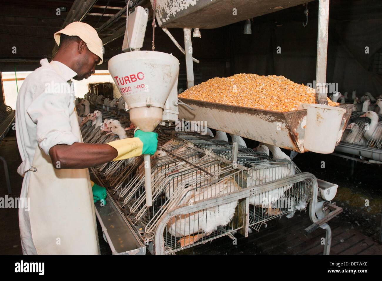 Gavage force feeding foie gras hi-res stock photography and images - Alamy