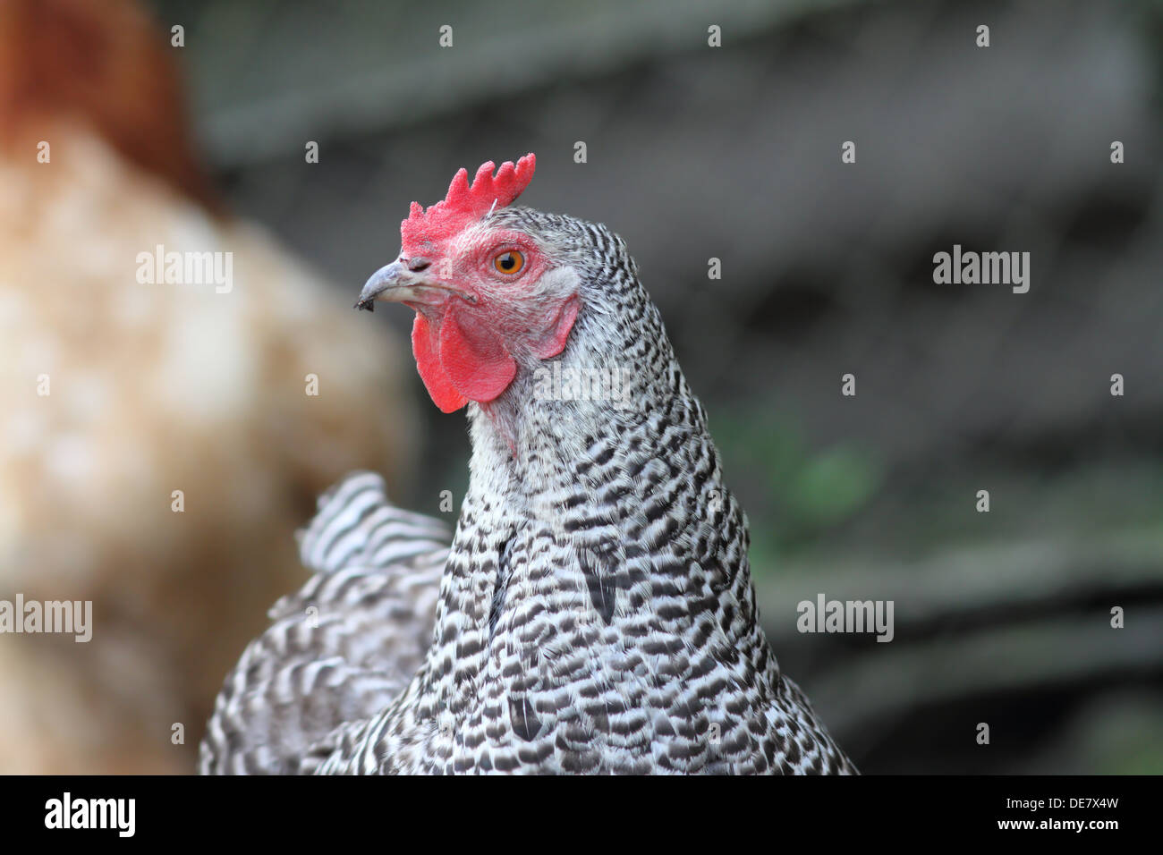 Portrait hen hi-res stock photography and images - Alamy