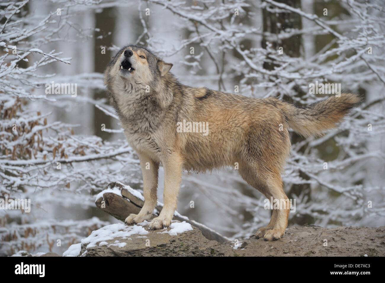 Wolf howling snow hi-res stock photography and images - Alamy