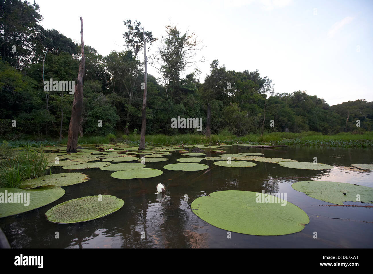Victoria amazonica landscape hi-res stock photography and images - Alamy