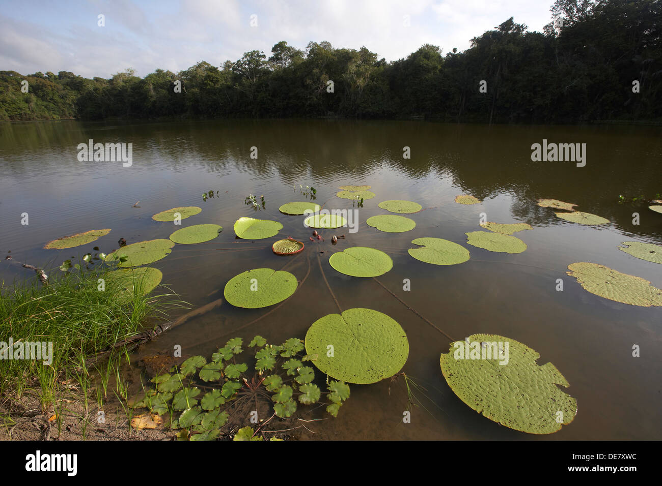 Rewa river and rainforest hi-res stock photography and images - Alamy