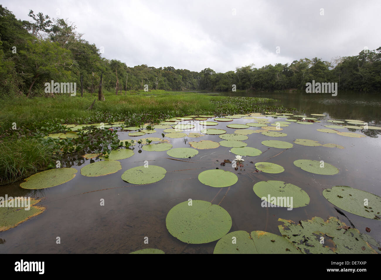 Victoria water lily pads on a oxbow lake off the Rewa River, Rupununi ...