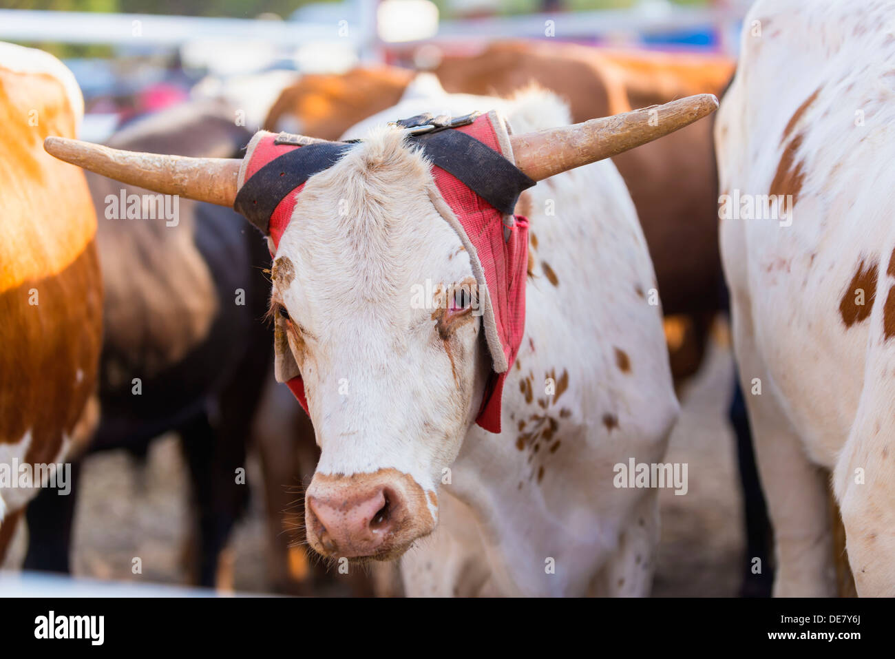Livestock cattle hi-res stock photography and images - Alamy