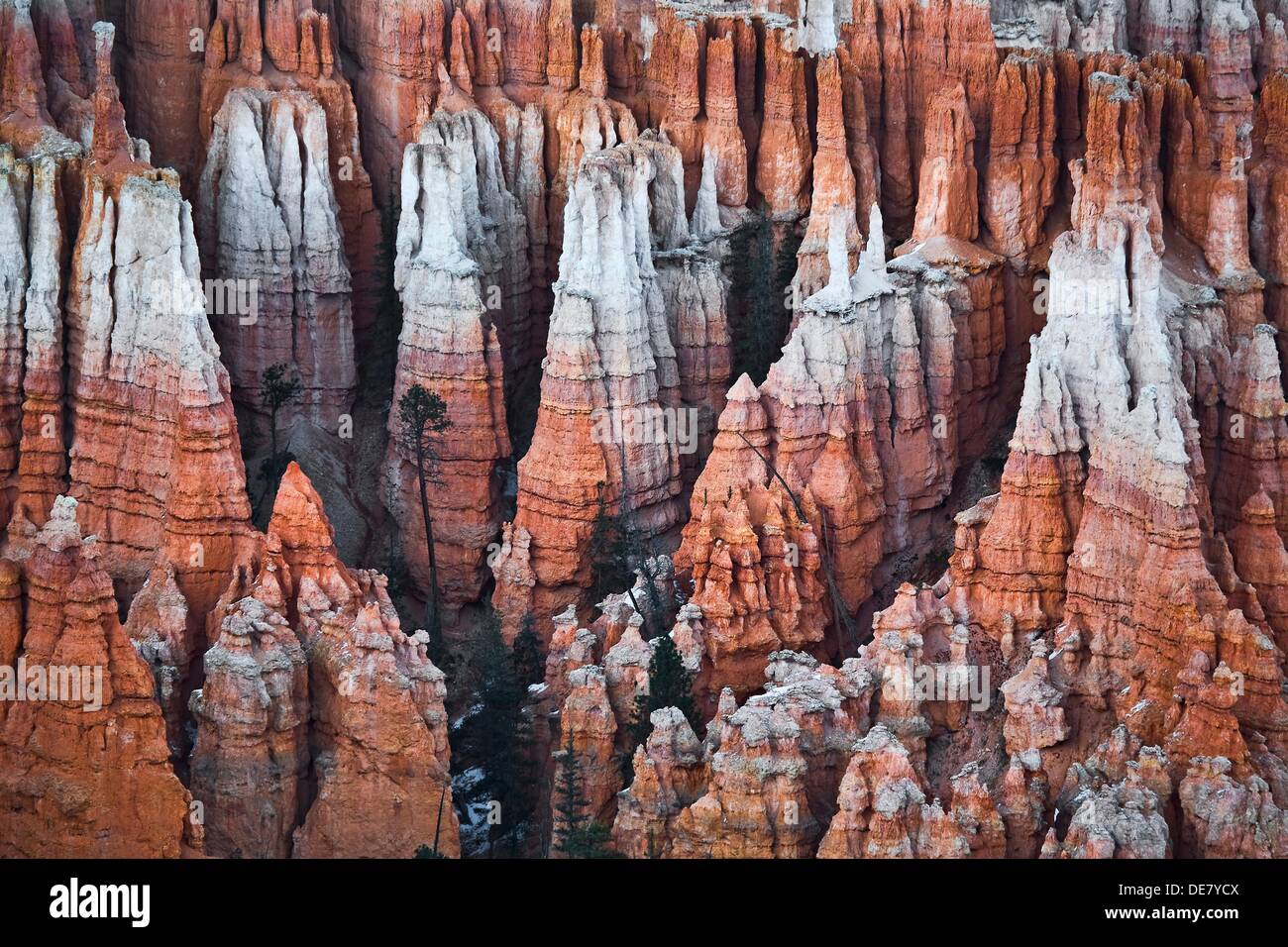 Odd trees hi-res stock photography and images - Alamy