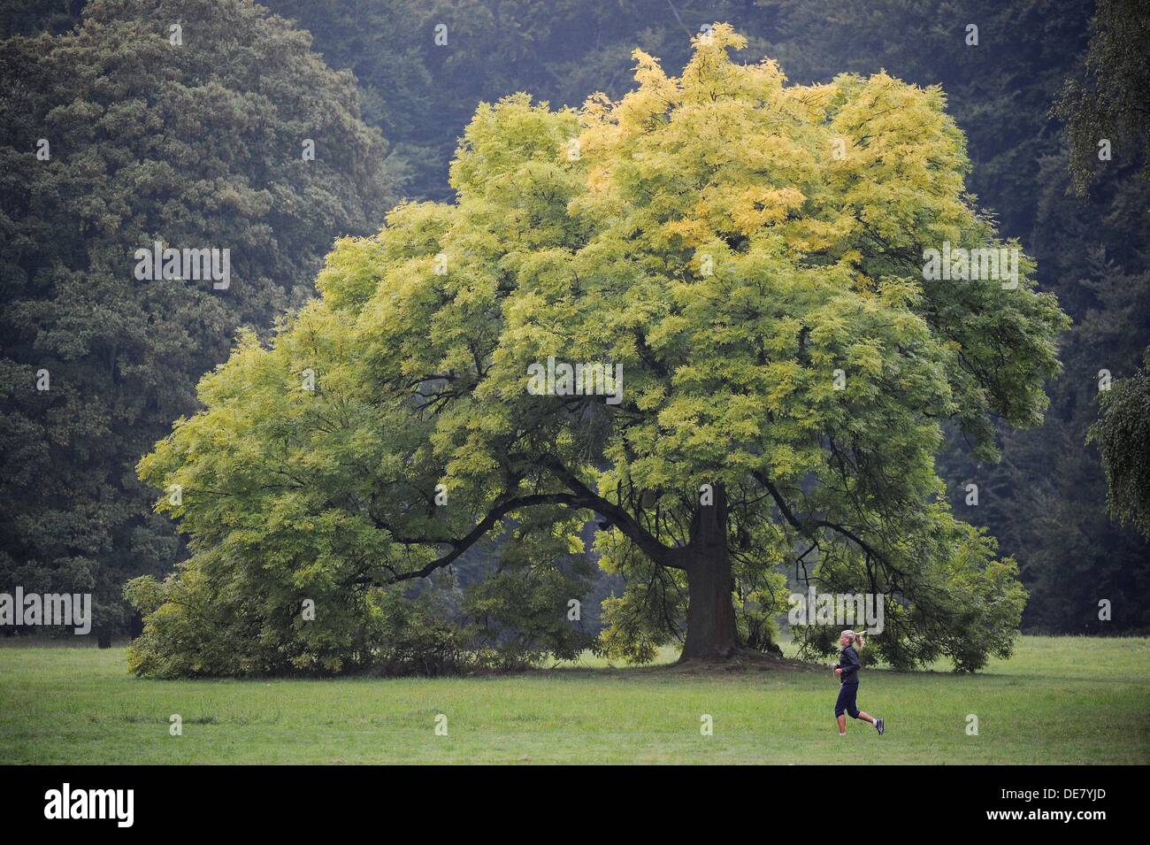 Trees carrying autumn colored leaves are visible at the city forest in ...