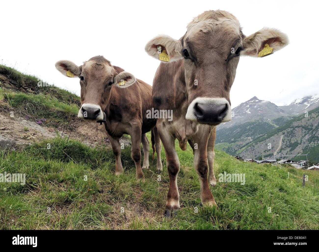 Switzerland Cow Bio High Resolution Stock Photography and Images - Alamy