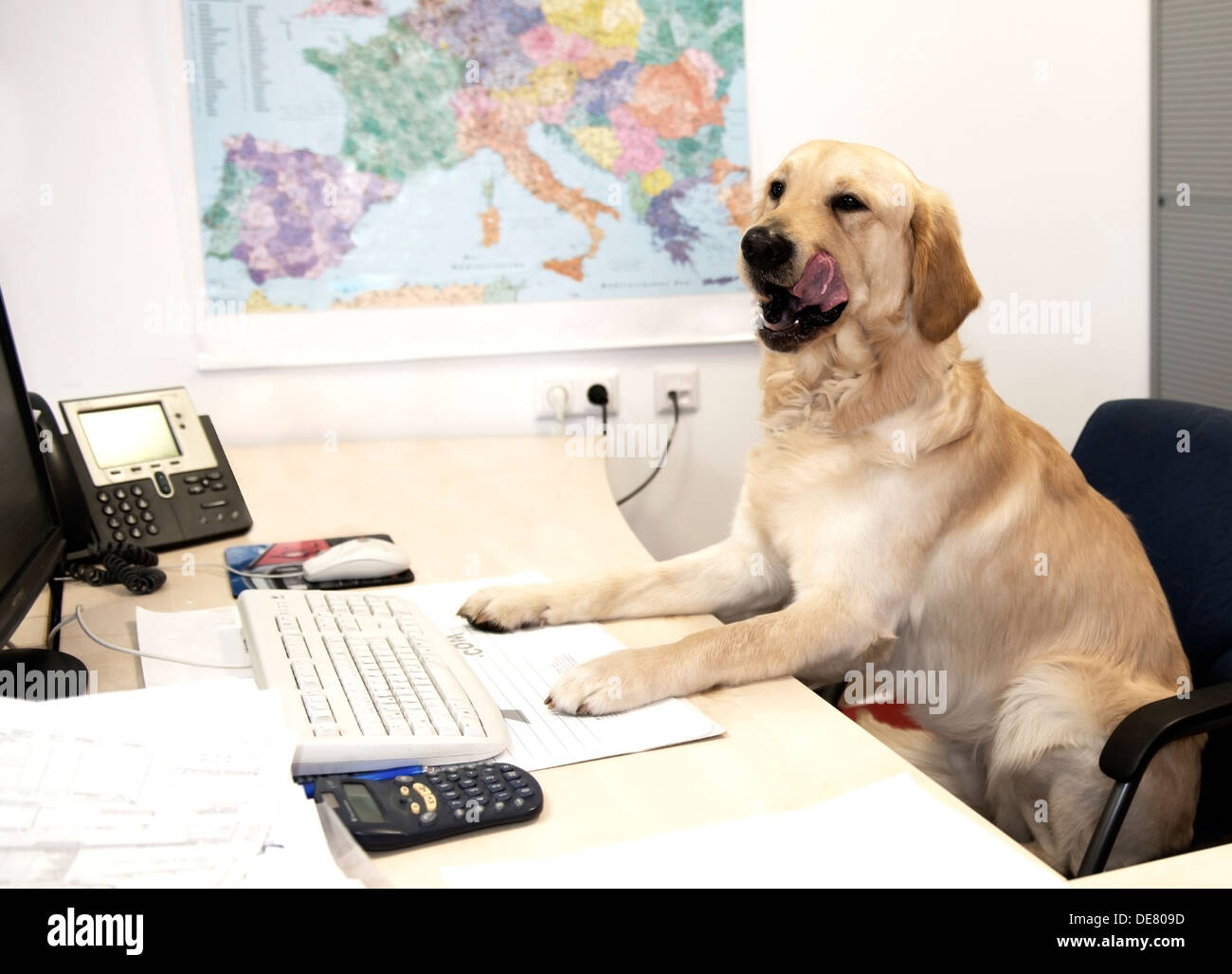 Labrador retriever in chair hi-res stock photography and images - Alamy