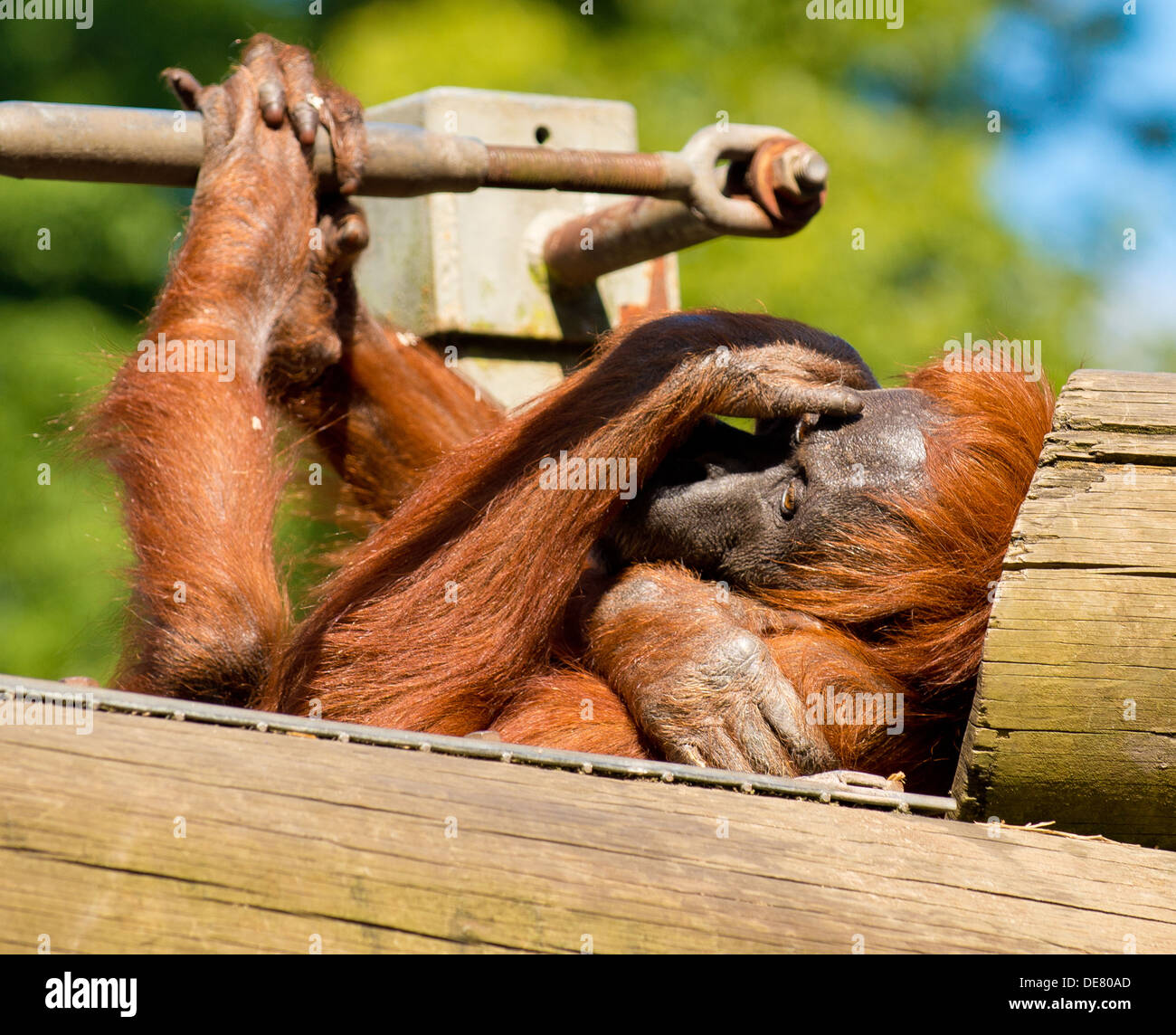 Pongo durrell hi-res stock photography and images - Alamy