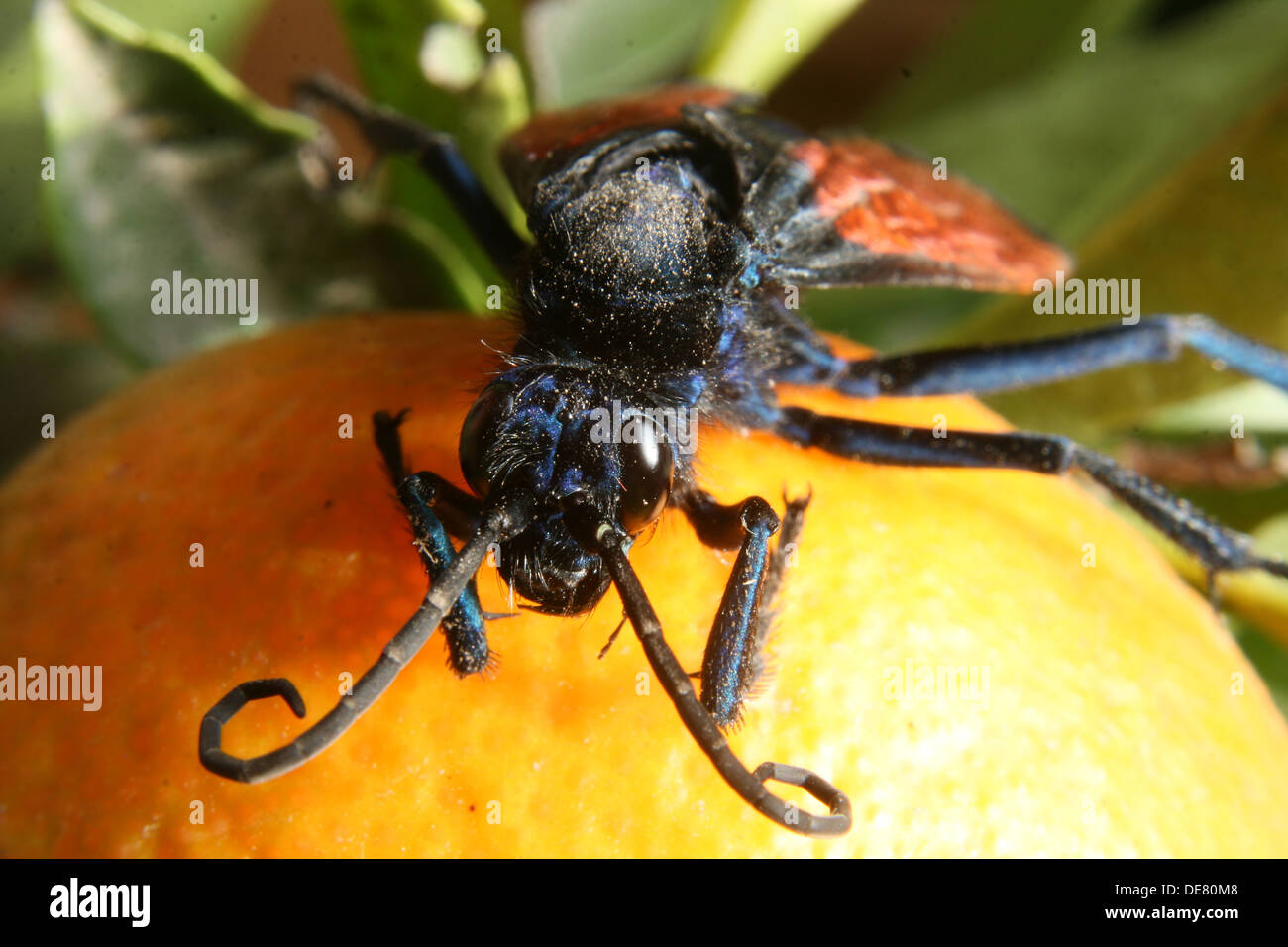 A Tarantula Hawk Spider Wasp standing on an orange in a tree in an ...