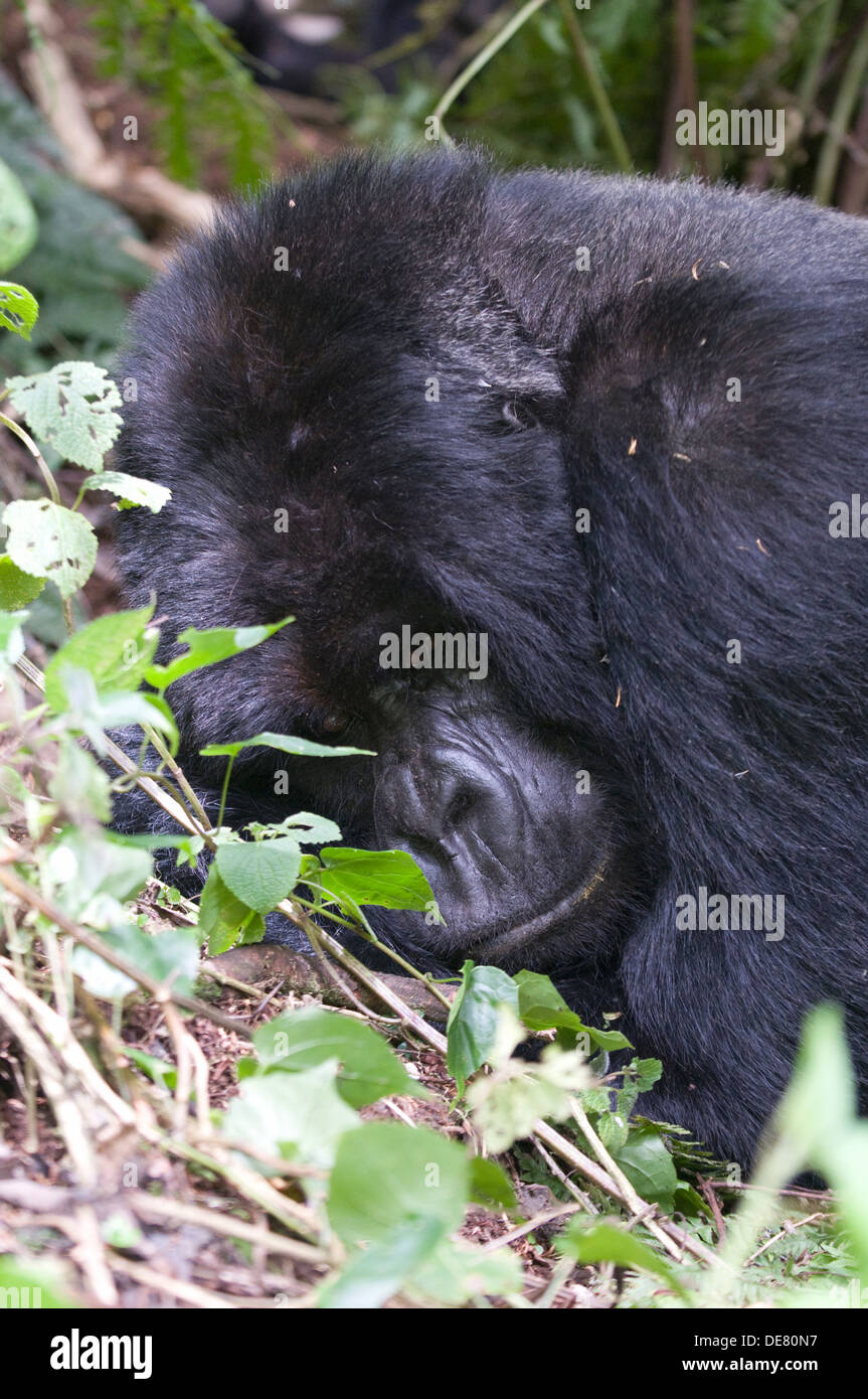 Silverback gorilla teeth hi-res stock photography and images - Alamy