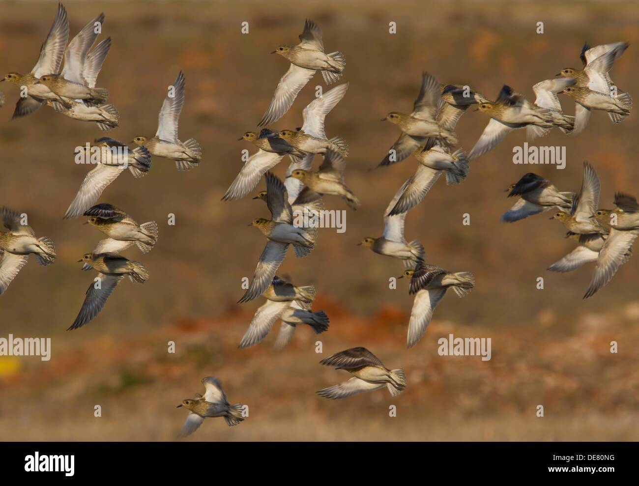 Group of plovers hi-res stock photography and images - Alamy