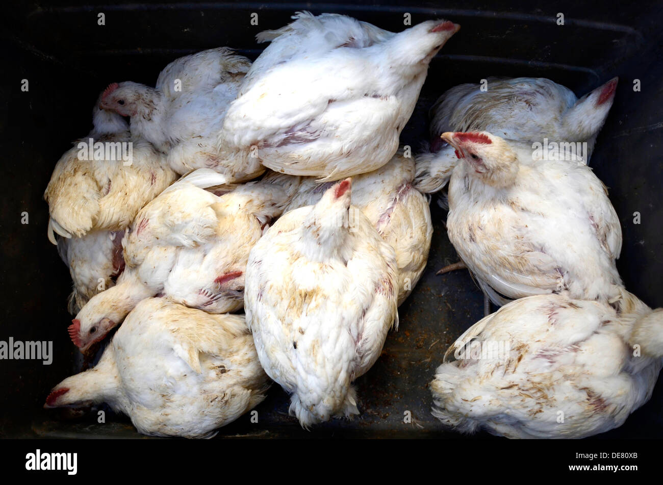Abattoir chicken hi-res stock photography and images - Alamy