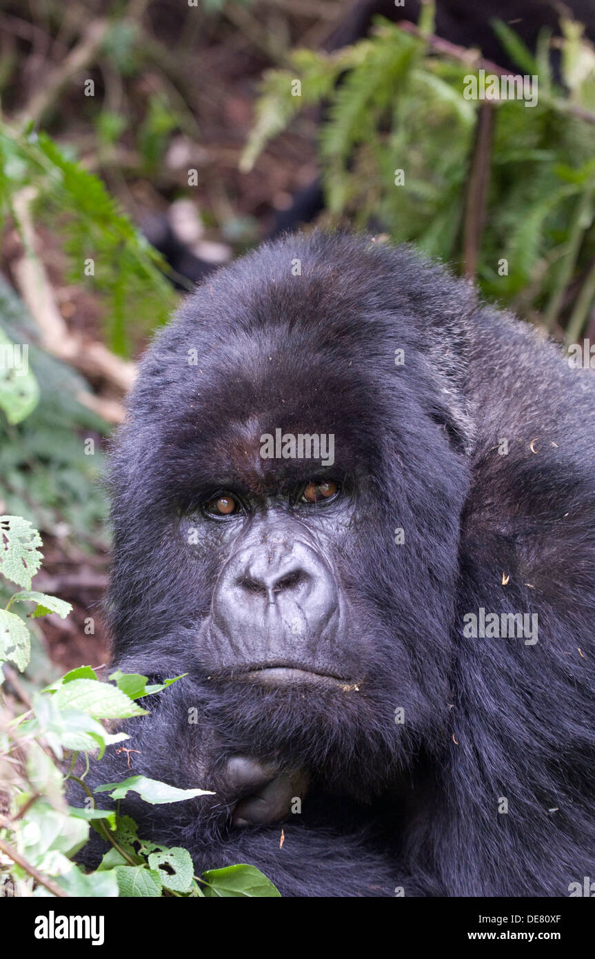 Silverback gorilla teeth hi-res stock photography and images - Alamy