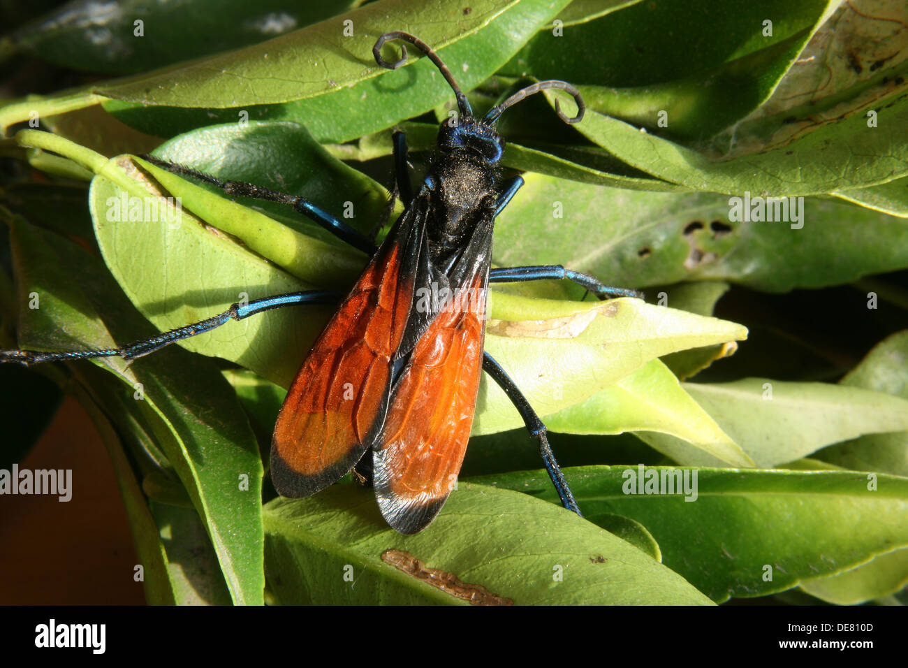 A Tarantula Hawk Spider Wasp standing on an orange in a tree in an ...