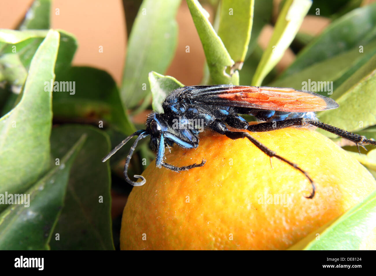 A Tarantula Hawk Spider Wasp standing on an orange in a tree in an ...