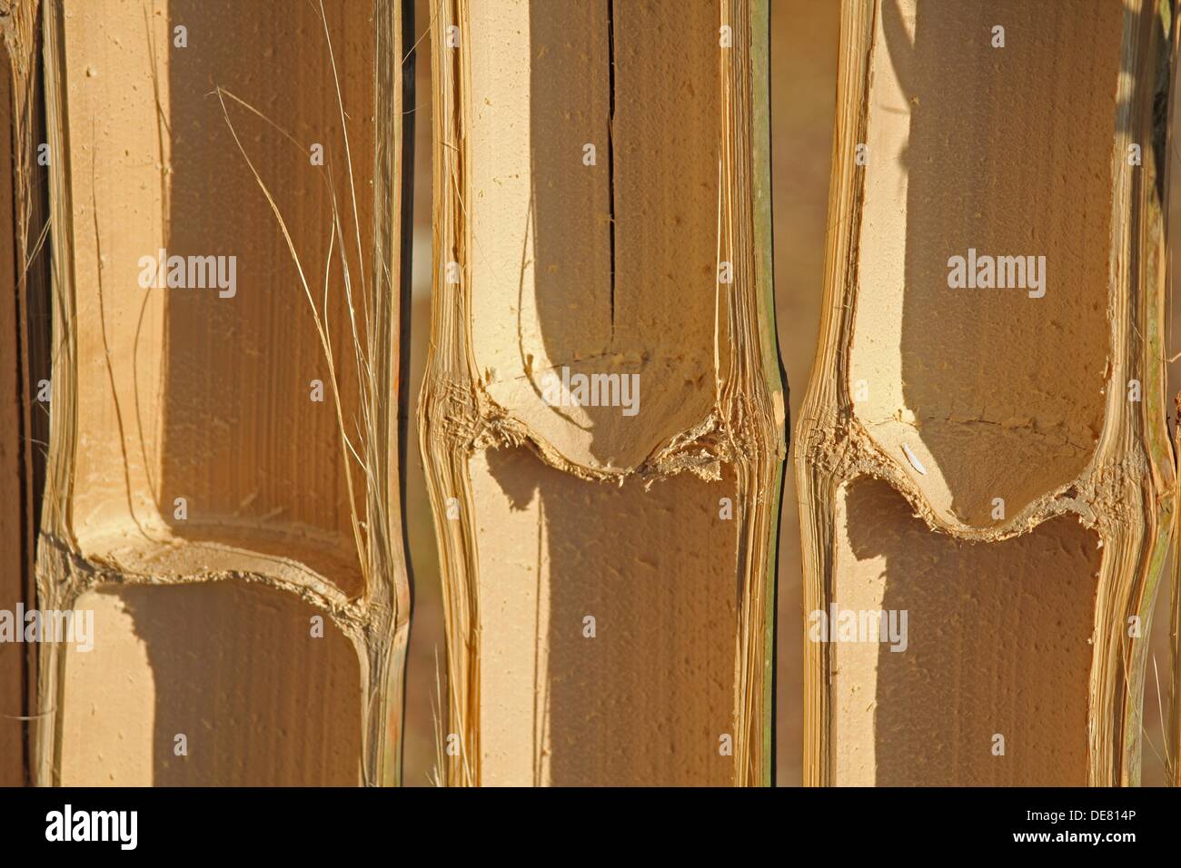 Bamboo section half cut hi-res stock photography and images - Alamy