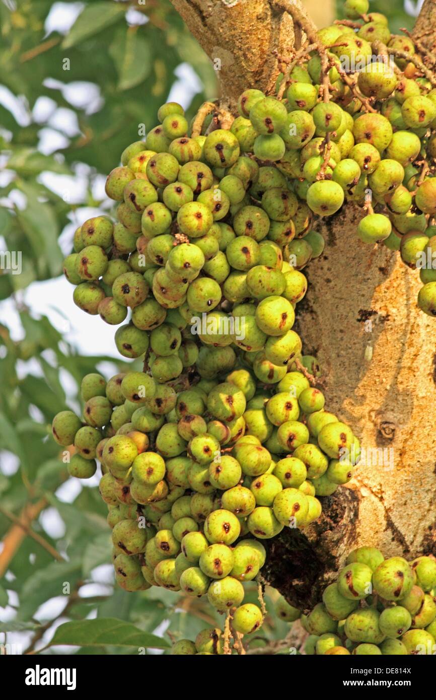 Fruits of Ficus racemosa Stock Photo - Alamy
