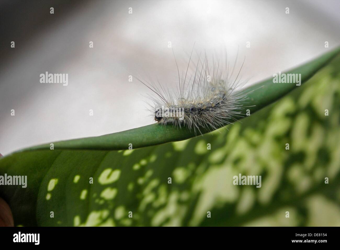 Caterpillar Salt Marsh High Resolution Stock Photography and Images - Alamy