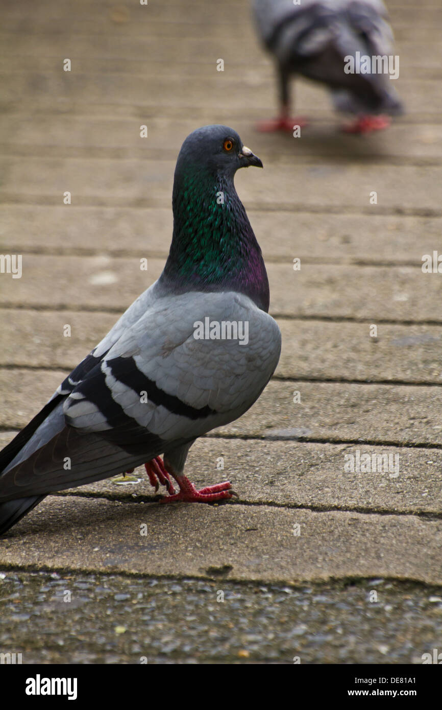 Grey white pigeon hi-res stock photography and images - Alamy