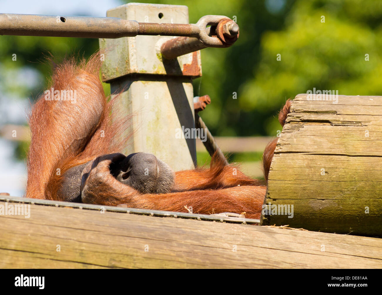 Sumatran Orangutan, pongo abelii, at the Durrell Wildlife Conservation ...