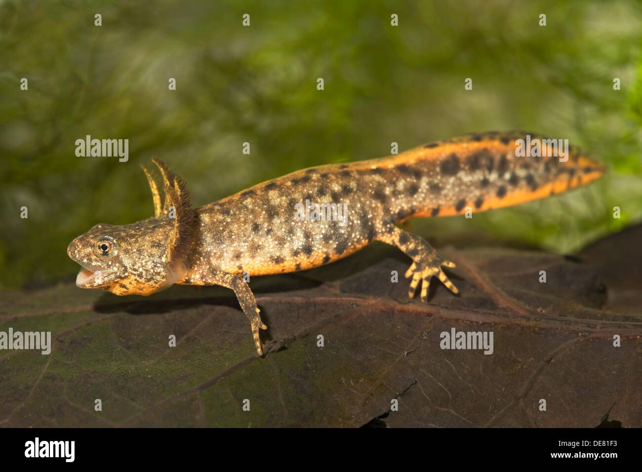 Northern crested newt germany triturus hi-res stock photography and ...