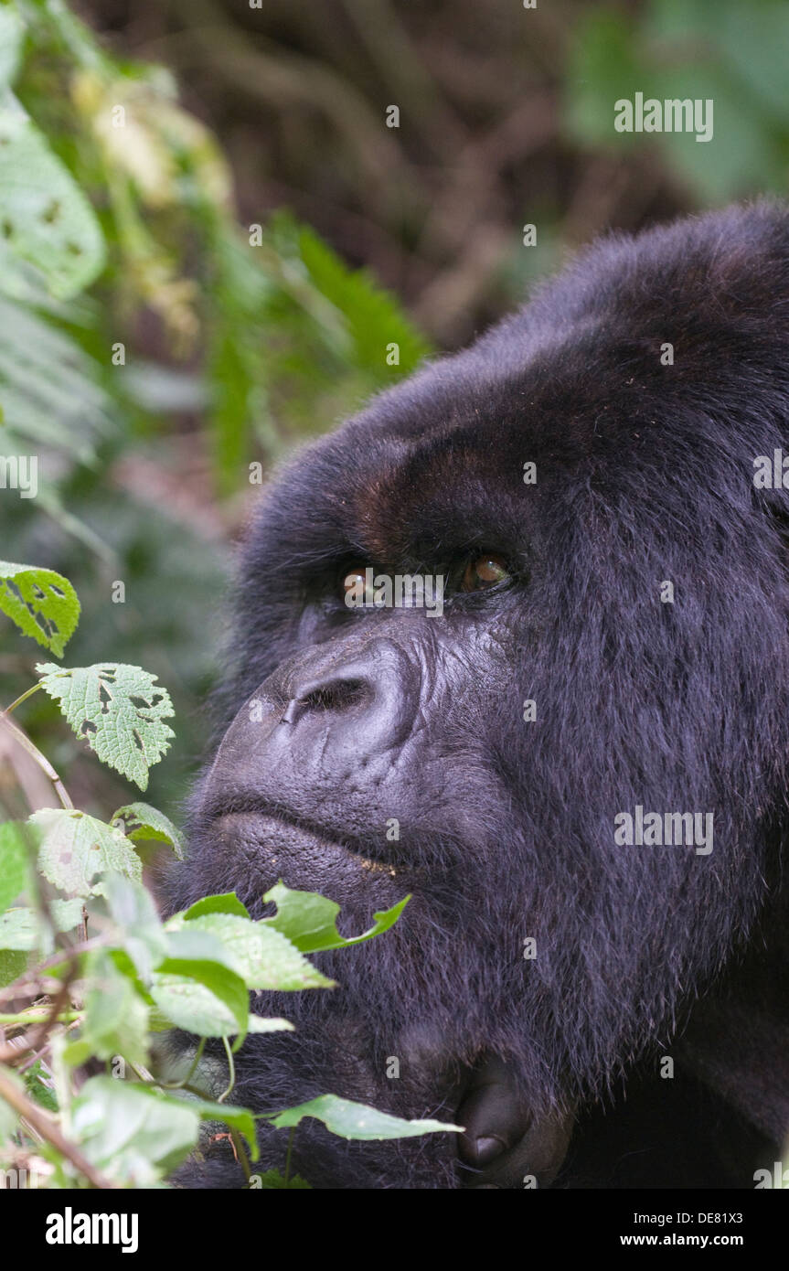 Albertine rift rwanda hi-res stock photography and images - Alamy