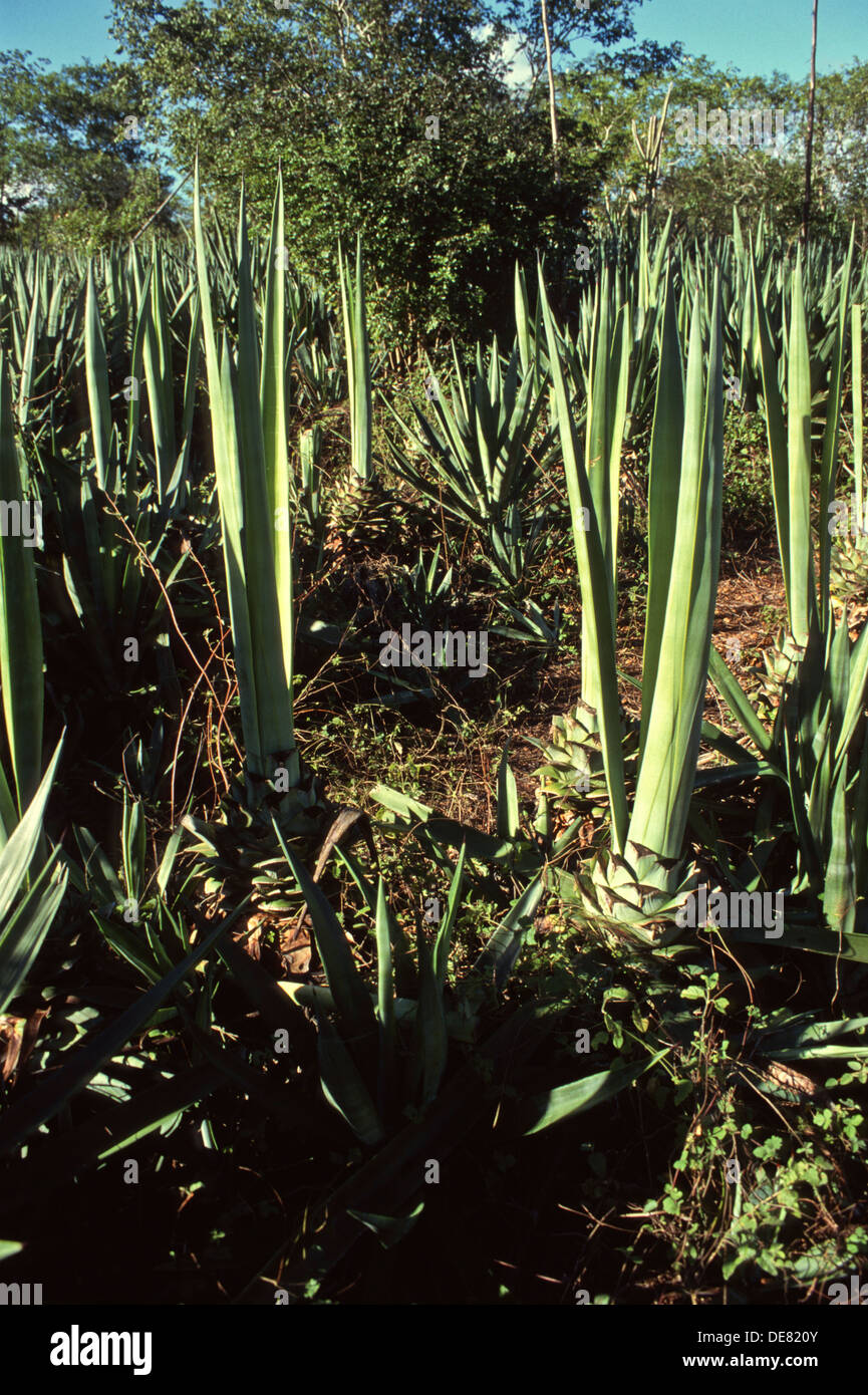 Sisal plants in the north east of Brazil Stock Photo - Alamy