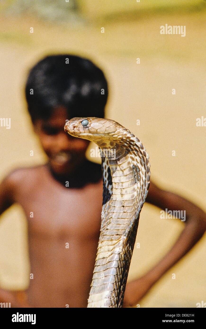 Cobra snake sri lanka hi-res stock photography and images - Alamy