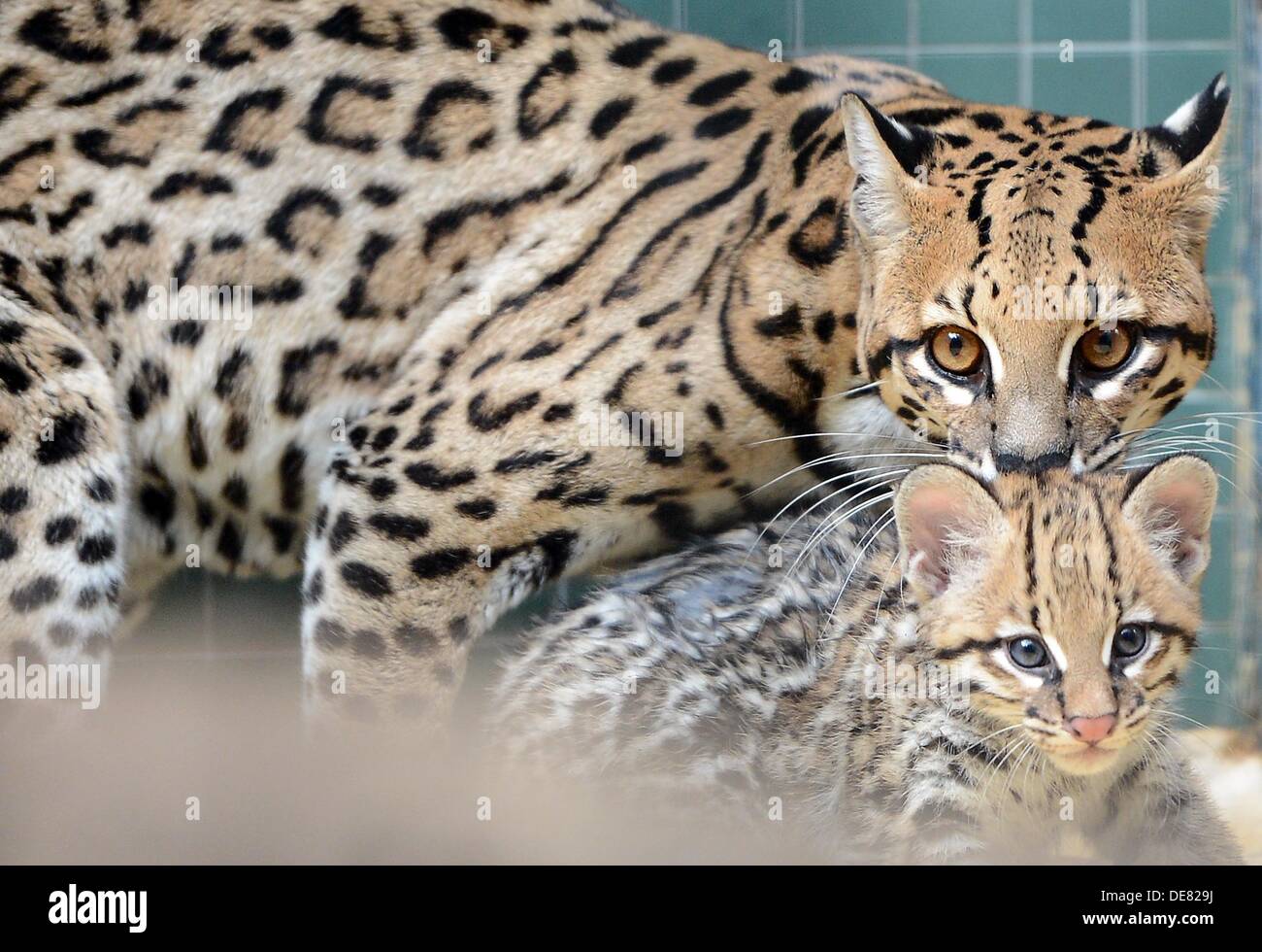Berlin, Germany. 13th Sep, 2013. A ocelot cub is seen with its mother ...