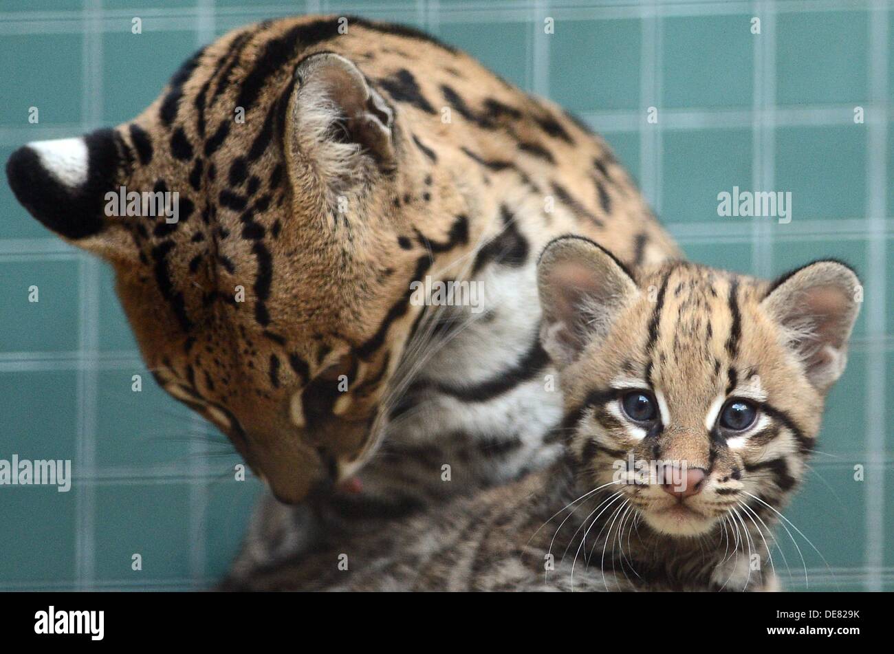 Berlin, Germany. 13th Sep, 2013. A ocelot cub is seen with its mother at the predator house of ...