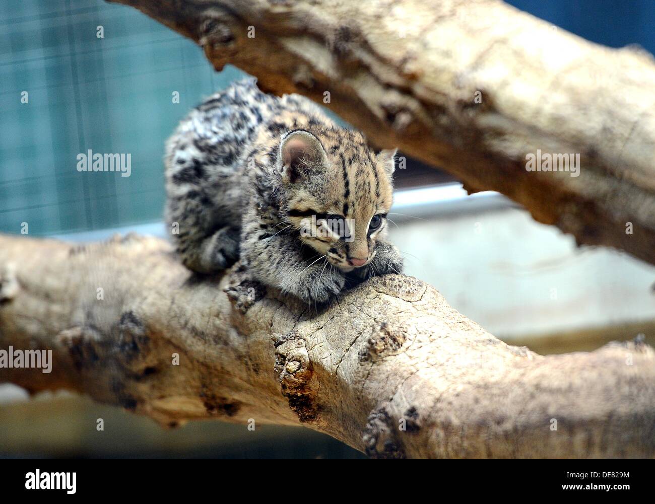 Berlin, Germany. 13th Sep, 2013. A ocelot cub is seen at the predator ...