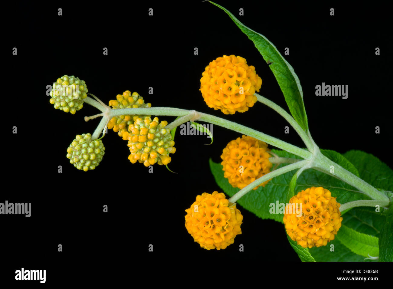 orange ball buddleja, Buddleja globosa, large flowering shrub Stock ...