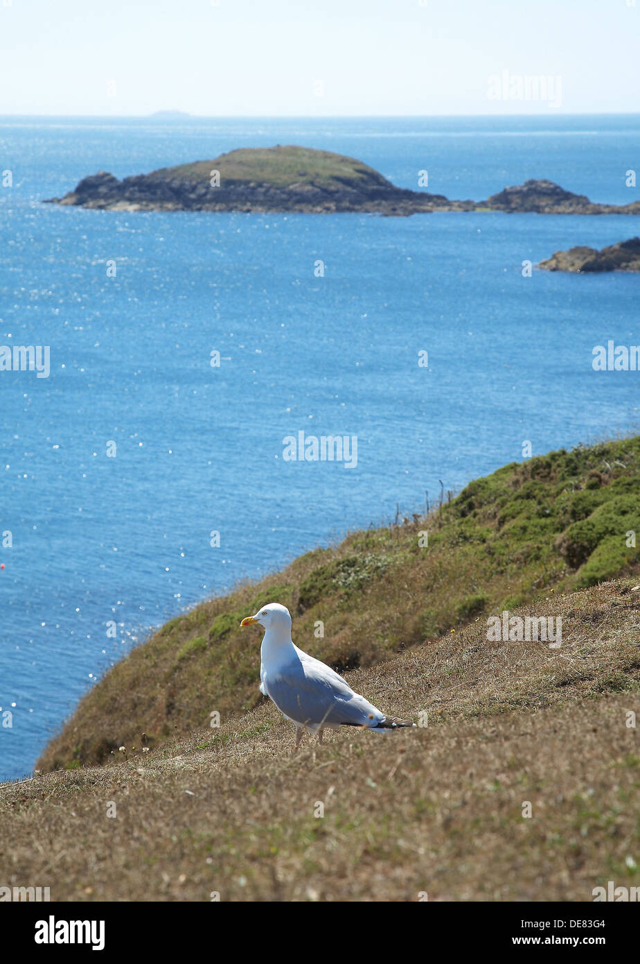 Lone seagull at rest along the Pembrokeshire coastal path, West Wales ...