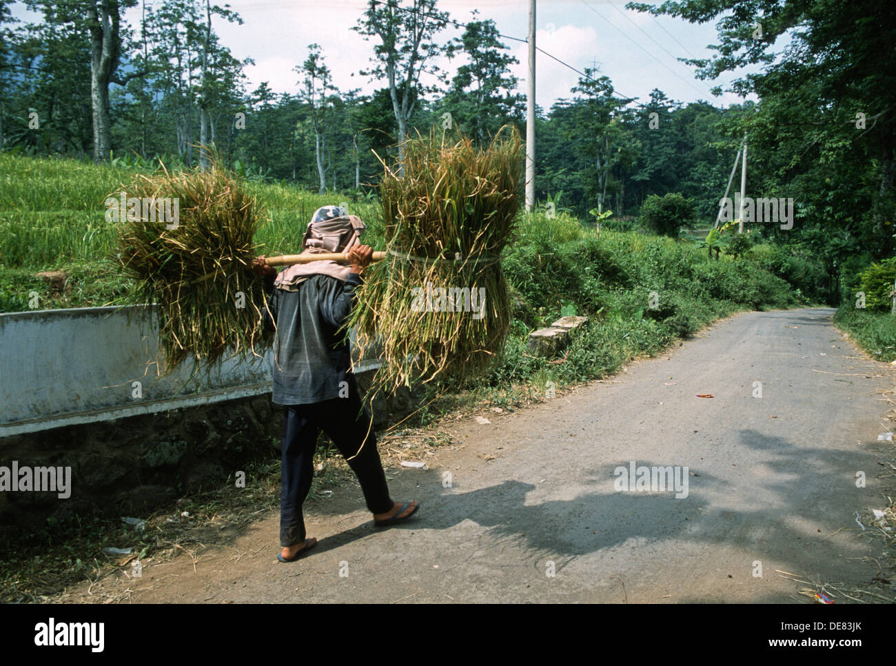 Farmer carrying a bundle of rice in east Java, Indonesia Stock Photo ...