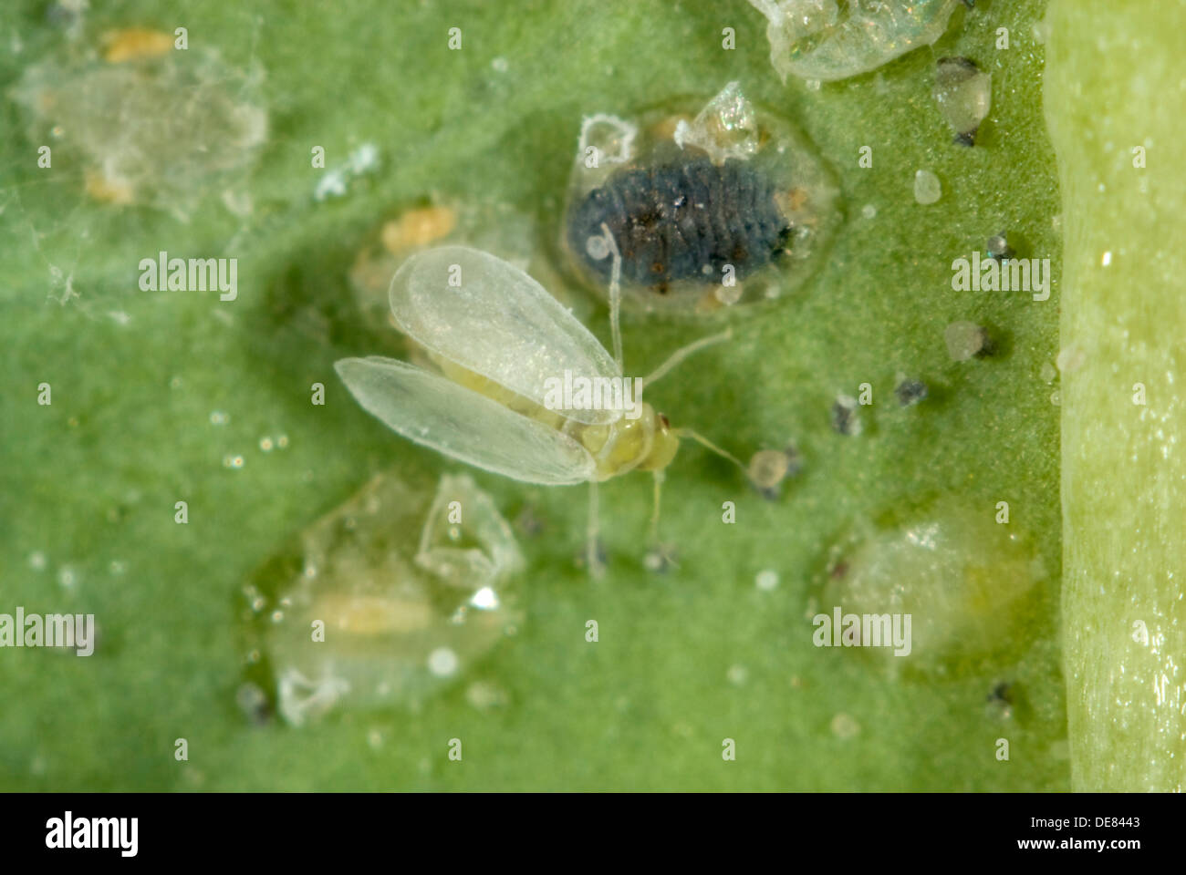 Cabbage whitefly, Aleyrodes proletella, adult with pupa parasitized by ...