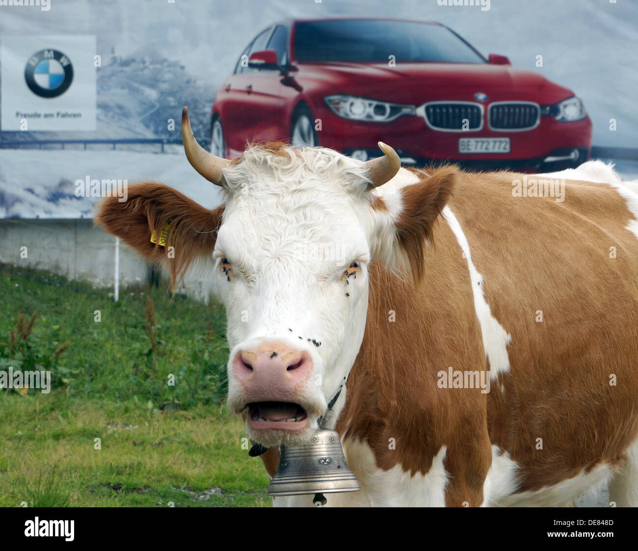 A cow stands in front of an advertising poster of car producer BMW in ...