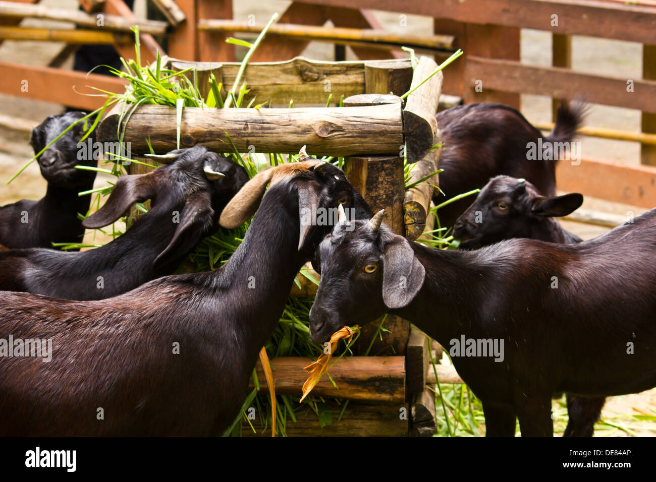 Feeding goat hi-res stock photography and images - Alamy