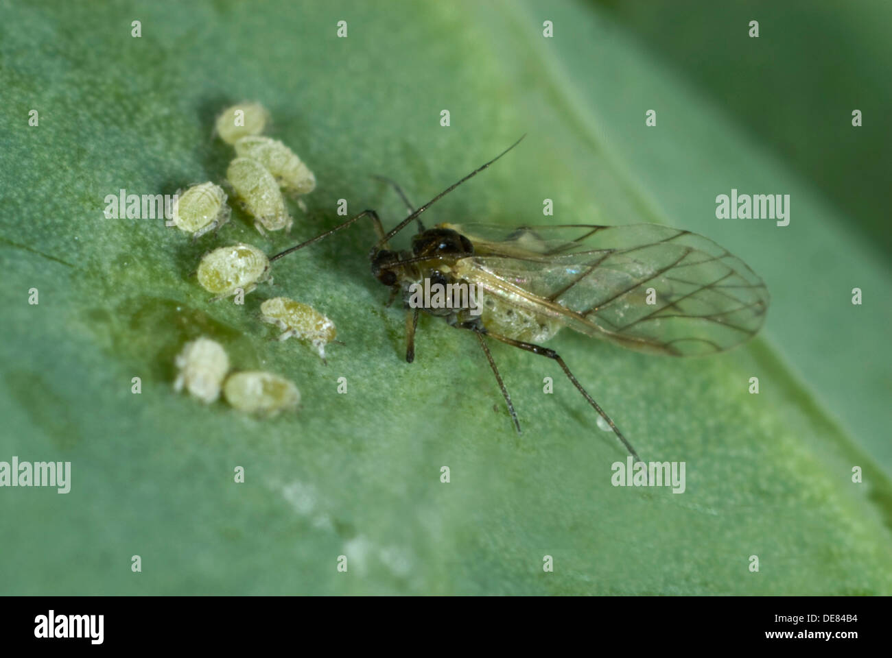Mealy cabbage aphids, Brevicoryne brassicae, alate and immature nymphs ...