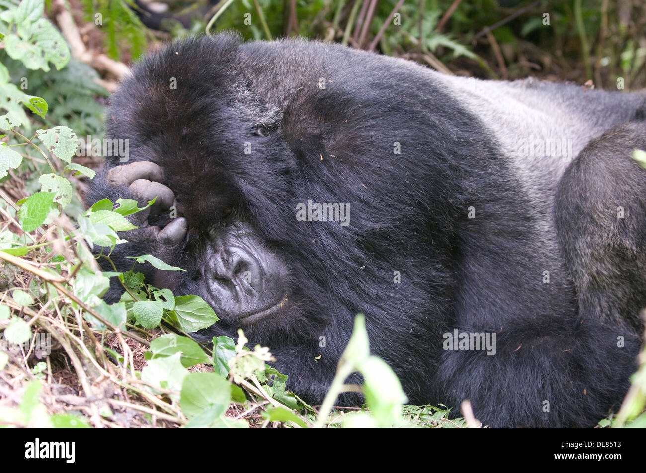 Albertine rift rwanda hi-res stock photography and images - Alamy