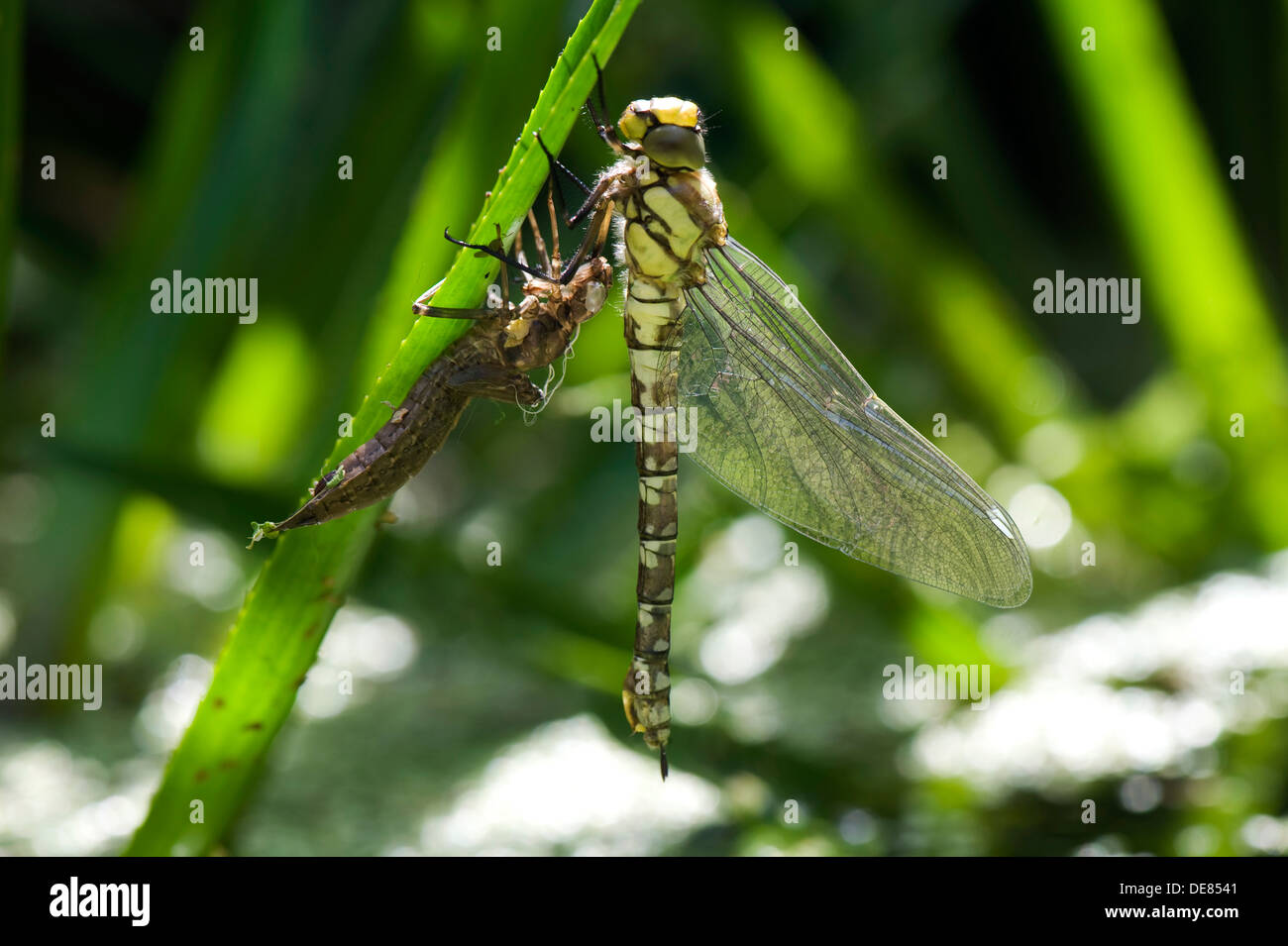 Hatching dragonfly hi-res stock photography and images - Alamy