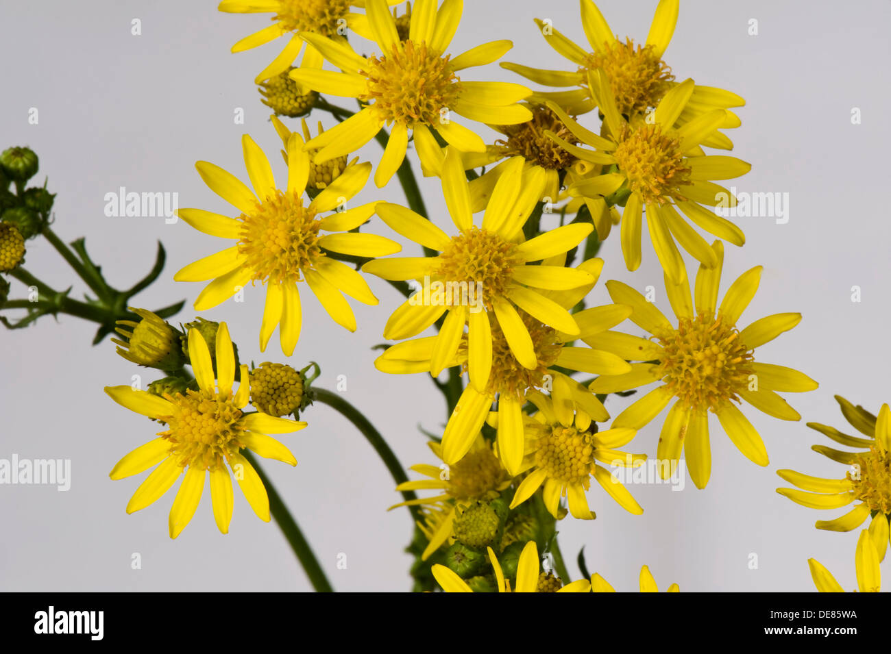 Ragwort, Jacobaea vulgaris, flowers Stock Photo - Alamy