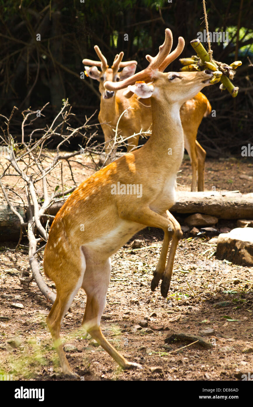 Deer eating food Stock Photo - Alamy